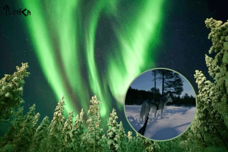 Ivalo: Aurora Hunting with Huskies - What to Expect from the Aurora Hunting with Huskies Tour