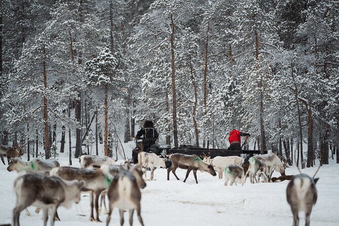 Ivalo: Reindeer herd and fishing experience - Authenticity and Local Culture