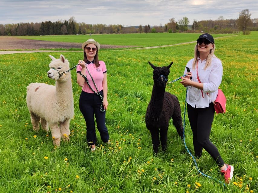 Jettingen-Scheppach: Alpaca hike through the Mindeltal - An In-Depth Look at the Alpaca Hike Experience