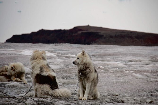 Jewels of Nuuk  Private Guided Walking Tour - The Sum Up: Who Will Benefit Most?