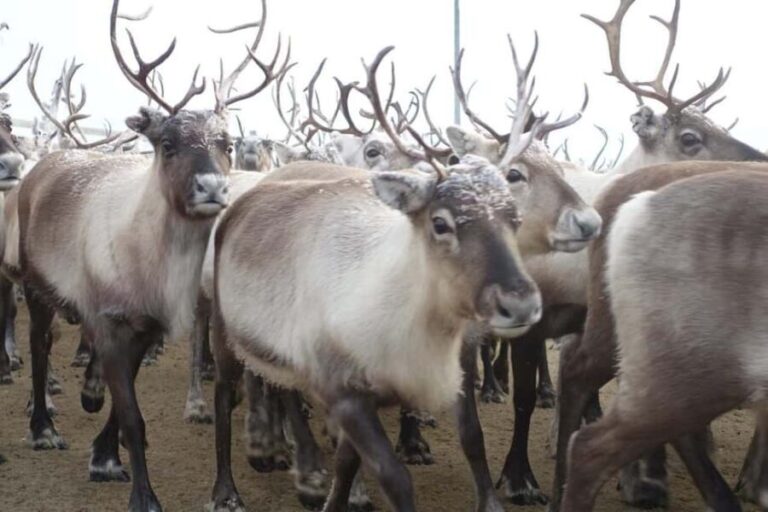Kiruna: Sleigh Ride with Reindeer Feeding & Warm Drinks - Key Points