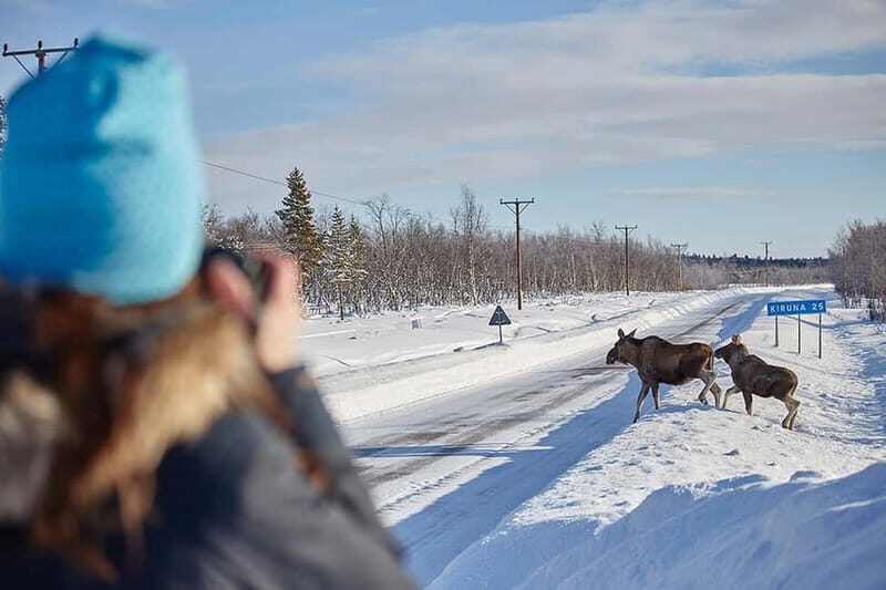 Kiruna: Wildlife and nature photography - Who Should Consider This Tour?