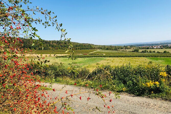 Kutná Hora UNESCO, Bone Church & Biodynamic Wine Private Tour - Analyzing the Value