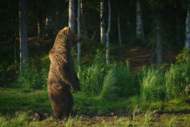Kuusamo: Bear Watching Evening Tour - Who Should Consider This Tour?