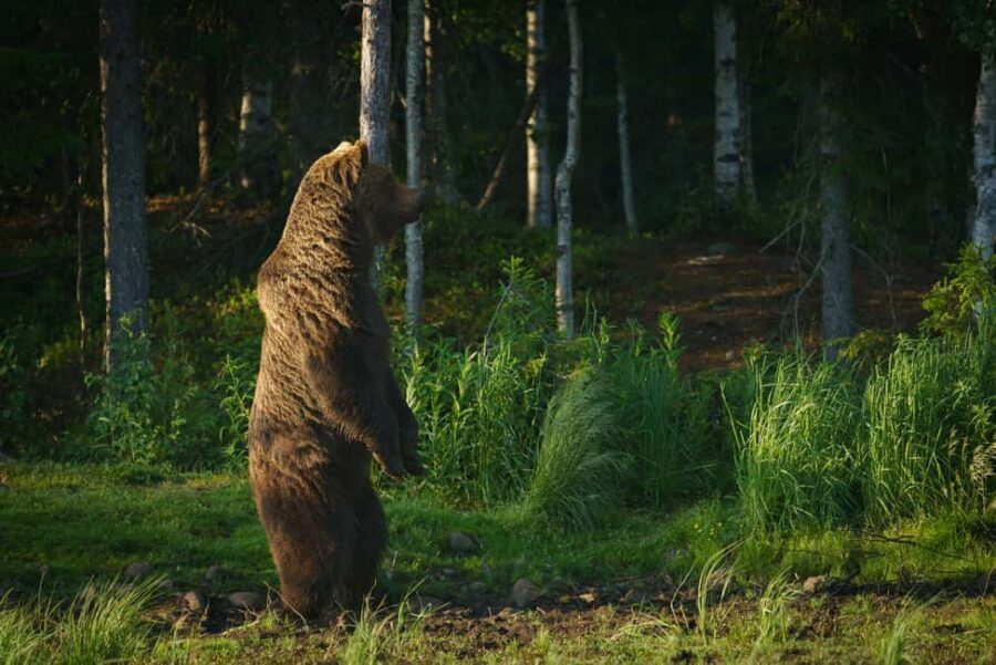 Kuusamo: Bear Watching Evening Tour - Who Should Consider This Tour?
