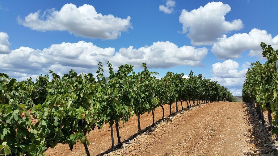 La Rioja vineyard fields with sky and clouds