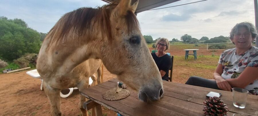 Lagos: A walk with a rescued horse at the sanctuary - The Value of This Experience
