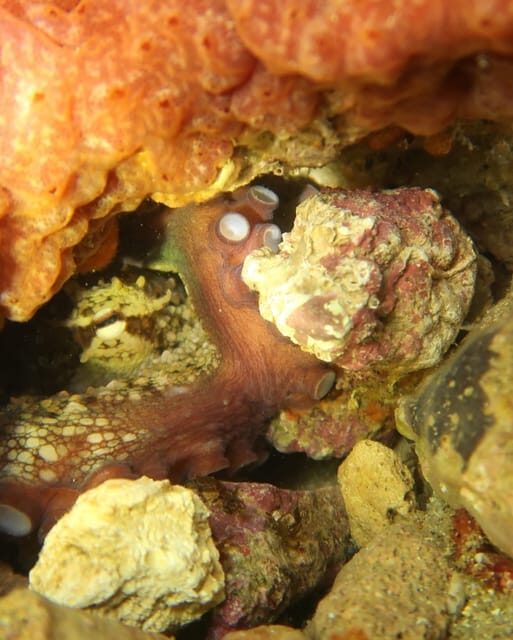 Lagos: Scuba Diving Experience for Beginners - A Deep Dive into the Lagos Scuba Experience