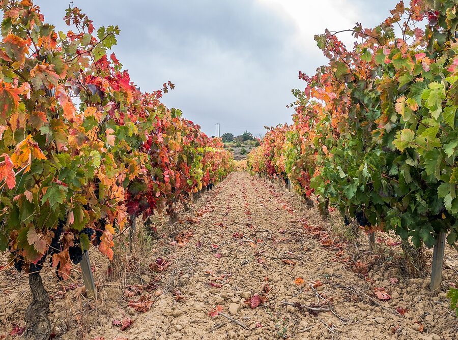 Vineyard near Laguardia in Rioja Alavesa