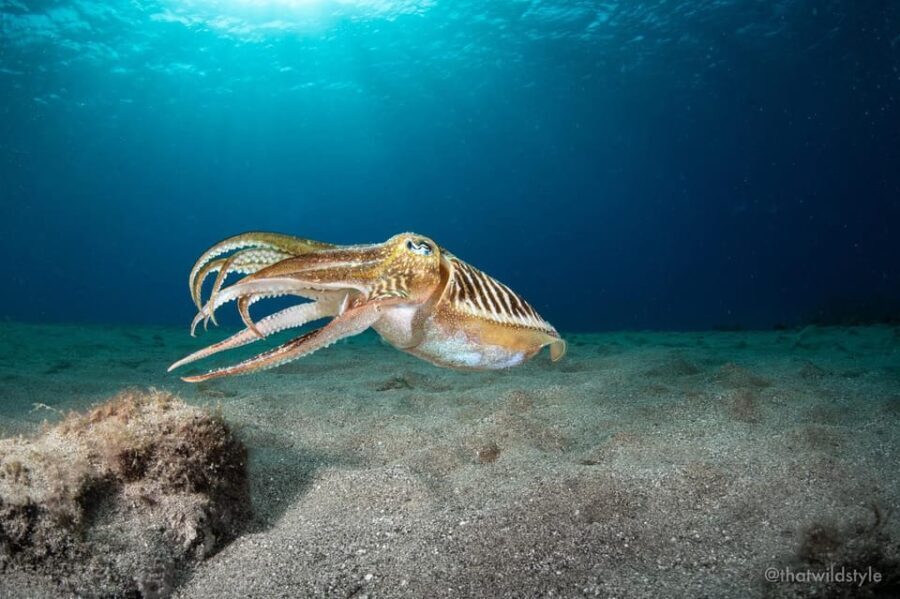 Lanzarote: 2 Guided Dives (Certified Divers Only) - The Dives Themselves: Small Groups and Expert Guidance