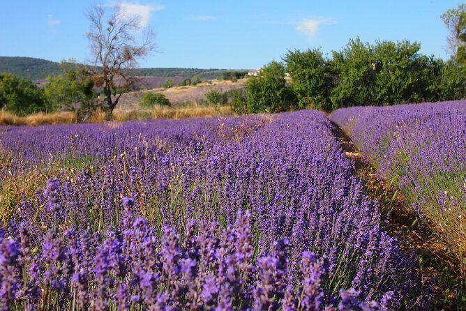Lavender Full-day Tour in Sault From AIX-EN-PROVENCE - Who Is This Tour Best For?