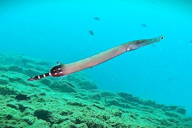 Learn Scuba Diving in Tenerife with Photos Included - FAQ