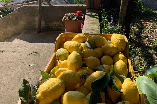 Lemon Trail : Lemon Tour with Tasting - The Experience: What You’ll Love and Consider