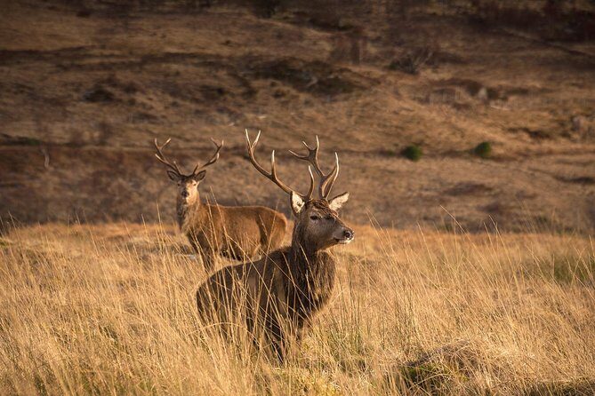 Loch Ness, Scottish Highlands, Glencoe and Pitlochry Tour - FAQ