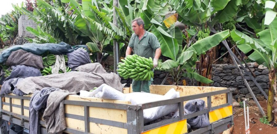 Madeira: Private Banana Farm Tour with Pickup - Is It Worth the Cost?