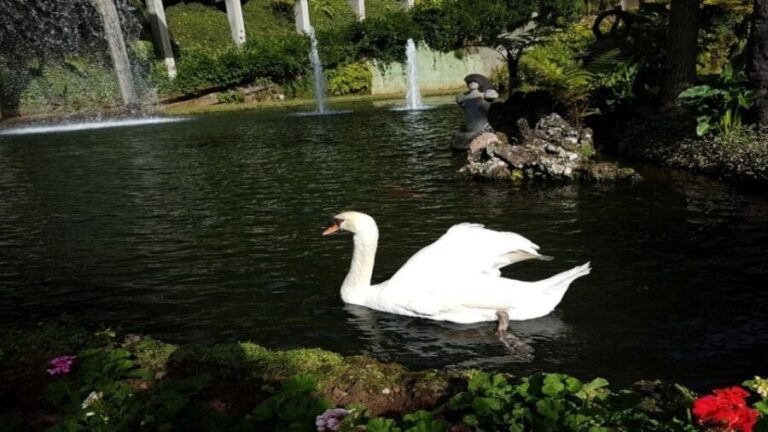 Madeira: Private Half-Day Guided Gardens Tour - Practical Details and What to Expect