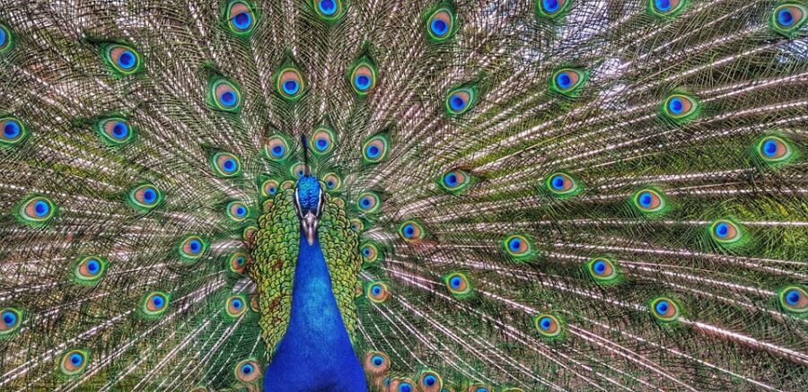 Madrid: Retiro Park Guided Tour with a Photographer - What to Expect on the Tour Day