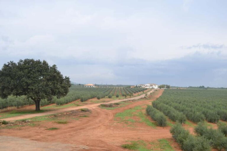 Mallorca: Bodega & Olives Minibustour with wine/oil tasting - Exploring Mallorca’s Olive Oil and Wine Heritage