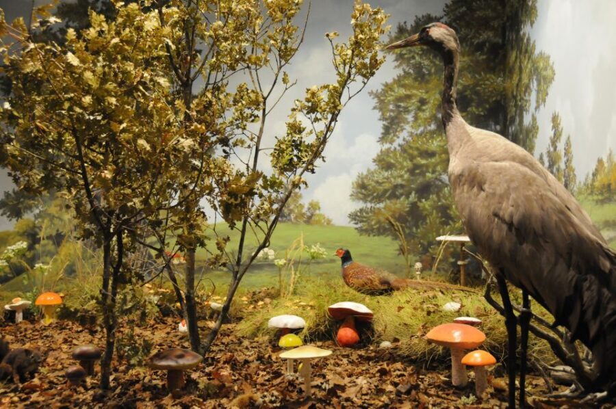 Meteora: Natural History Museum and Mushroom Museum Tour - Detailed Breakdown of the Tour