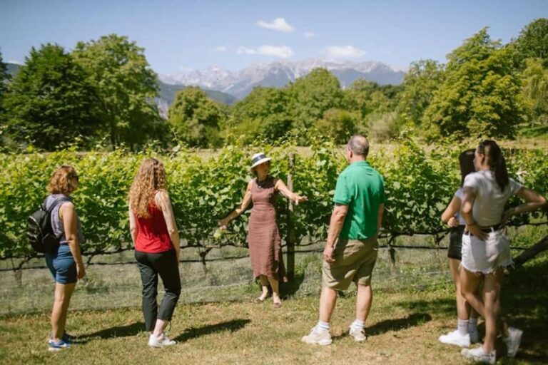 Mezzocorona: vineyard Tour on Mount and tasting of 3 wines - The Short Walk & Vineyard Visit