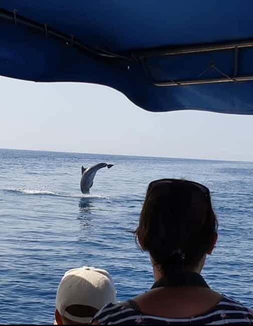 Molat Island Dolphin Watching Boat Tour 6hours TOUR - The Practical Side