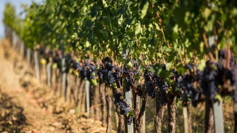 Montepulciano: Wine Tasting in the Tuscan countryside - Why This Tour Works for You
