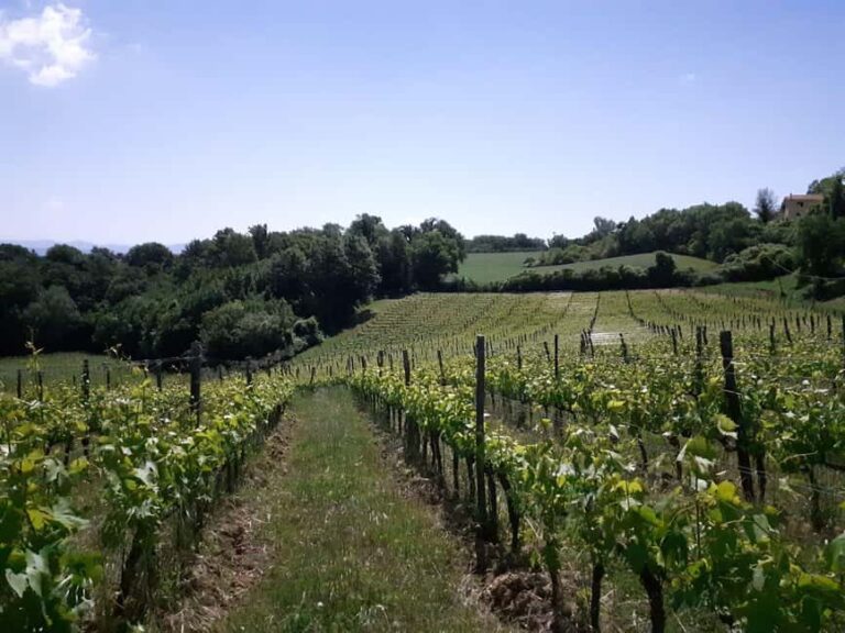 Montepulciano: Wine Tasting & Lunch - Fiorentina Steak - Who is this tour perfect for?