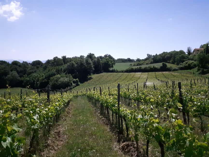 Montepulciano: Wine Tasting & Lunch - Fiorentina Steak - Who is this tour perfect for?
