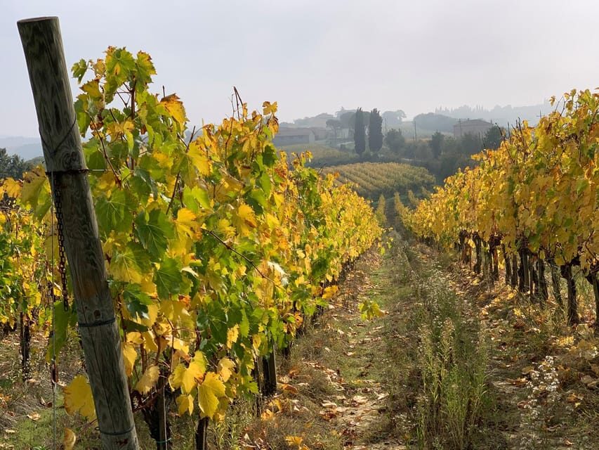 Montepulciano: Wine Tour and tasting - Final Thoughts