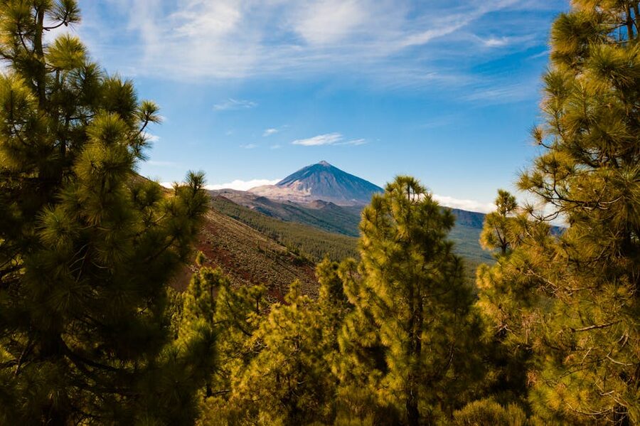 Mount Teide rising above pine forest in Santiago del Teide