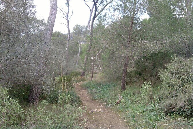 MTB guided tour in Bellver forest and Na Burguesa m.(E-MTB avai.) - A Detailed Breakdown of the Tour Experience