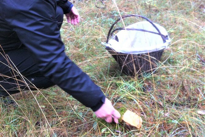 Mushroom hunting in Provence - What to Expect on Your Mushroom Hunting Tour
