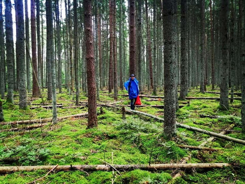 Mushroom picking in the forests near Riga - Why This Tour Offers Great Value