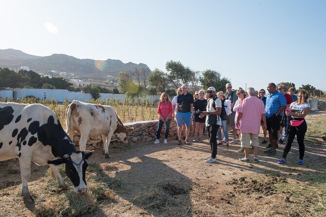 Mykonian Farm Experience - Why You Should Consider This Experience