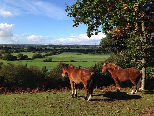 New Forest Day Out Private Tour from Southampton - The Benefits of a Private, Customizable Experience