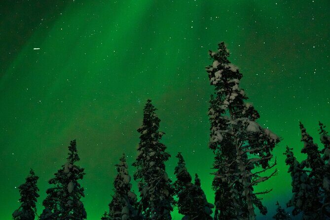 Northern lights Reindeer Sledge Ride - In-Depth Look at the Tour
