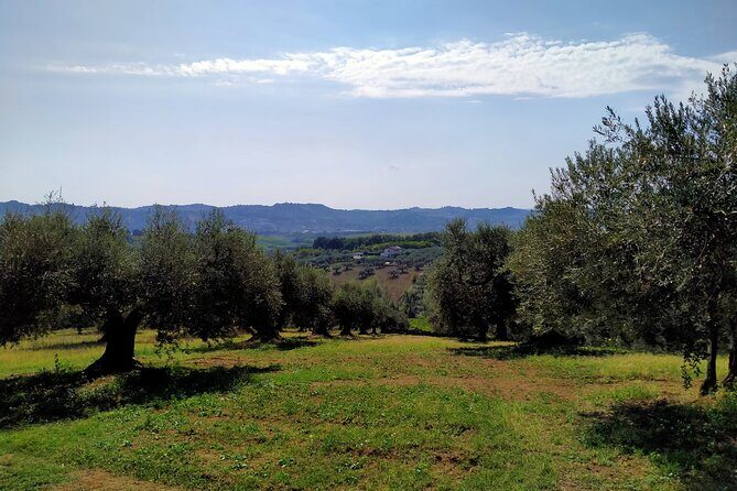 Oil Mill Private Tour with Guided Oil Tasting - In-Depth Review of the Oil Mill Private Tour in Abruzzo