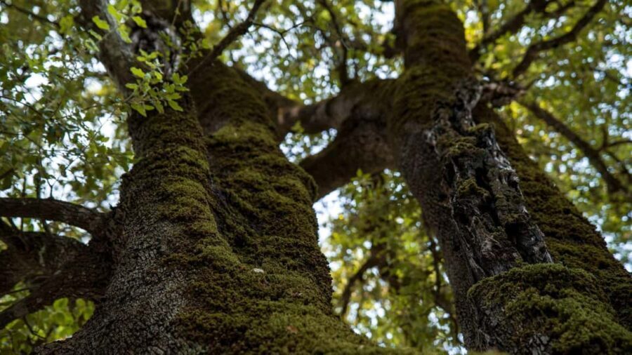 Oliena: Sa Nurre de Su Hoda Cave Hiking - Value and Practical Considerations