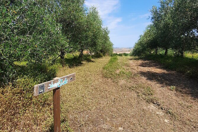 Olive experience Walk among the olive trees with tasting - The Sum Up