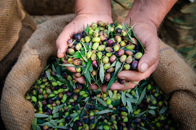 Olive Oil Private Tour in Portugal - What You Get & What You Don’t