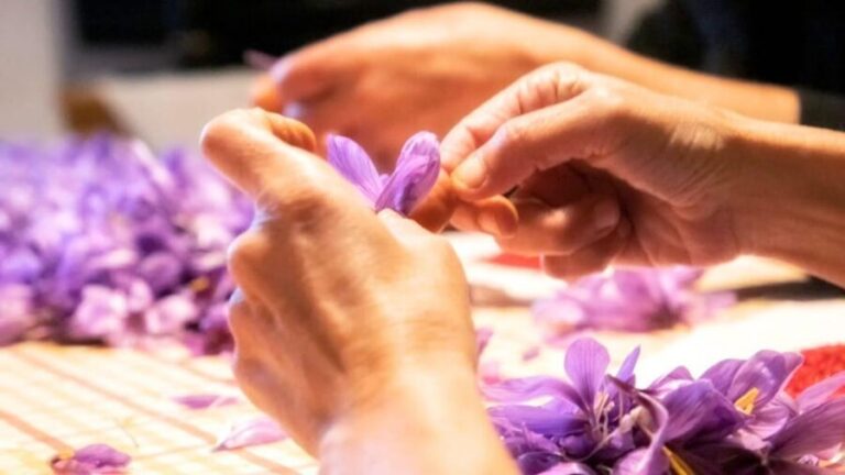Olmedo: visit to the saffron workshop with tasting - What Makes This Tour a Great Choice