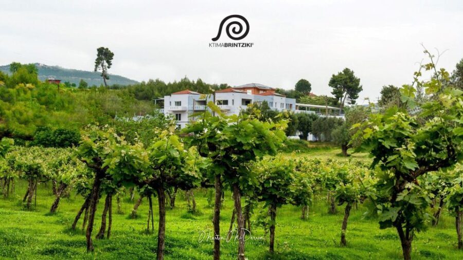 Olympia's Ancient Secrets & Wine Tasting Experience - Free Time in Olympia Village