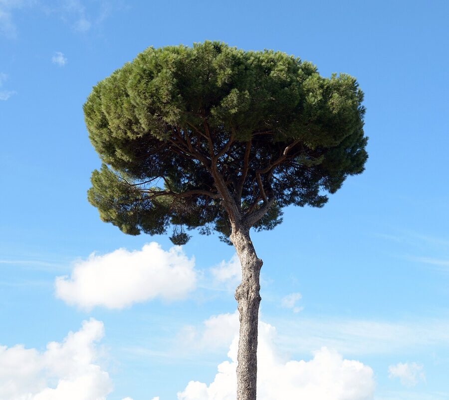 Italian stone pines on Palatine Hill, Rome