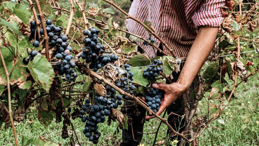 Hand harvesting ripe grapes in a Penedes vineyard during autumn