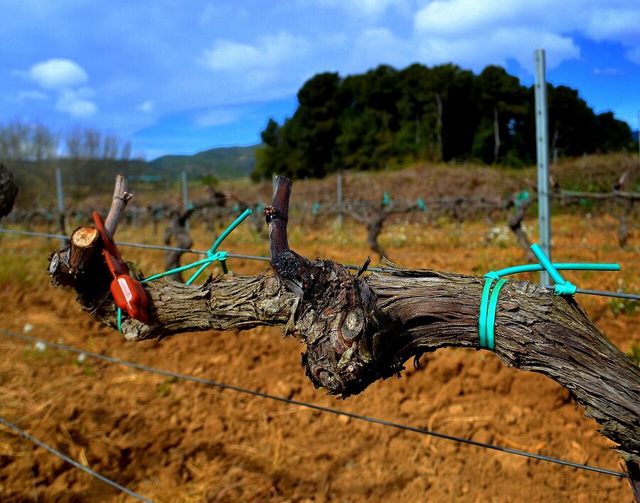 Pheromone trap dispensers in Penedes vineyard used for organic pest control