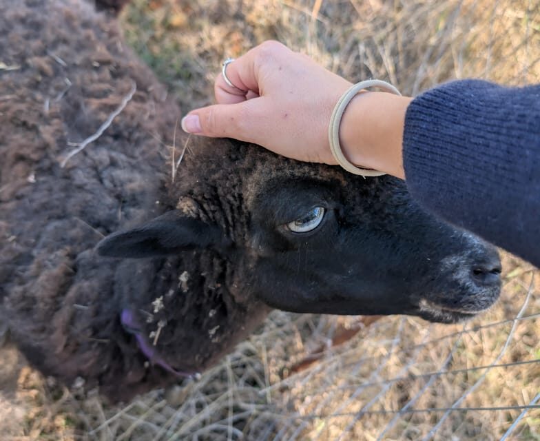 Pienza: Sheep and Chickens Tour w/Gourmet Lunch at Farmhouse - Exploring the Details: What You Need to Know