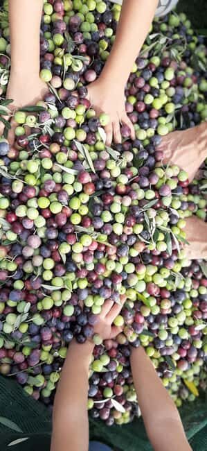 Pore: Olive Grove Walk and Tasting with Local Products - An In-Depth Look at the Olive Grove Walk and Tasting Tour