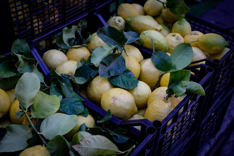 Amalfi Coast lemons in crates with leaves