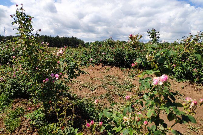 Private Access Rose Festival Kazanlak 05-07.06.2025 - In-Depth Look at the Itinerary