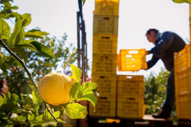 Private Amalfi Limoncello Experience - Why This Tour Works